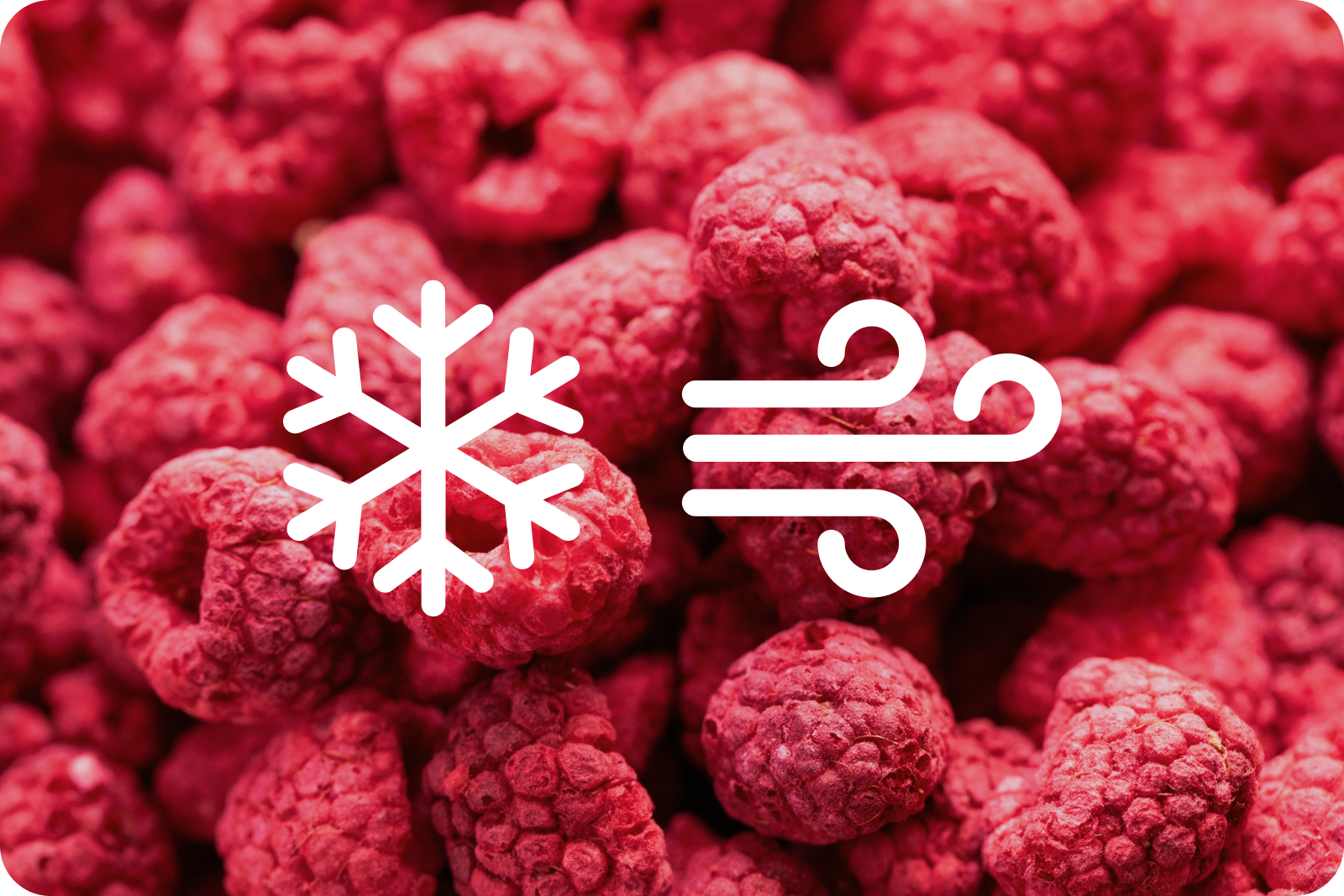 Freeze-Drying Process: The Science Behind Our Crunch - Freeze Dried ...